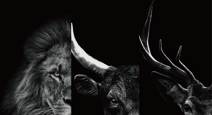 Animal Jewelry | Spiritual Animal Pendant & Bracelet | Men's Animal ...